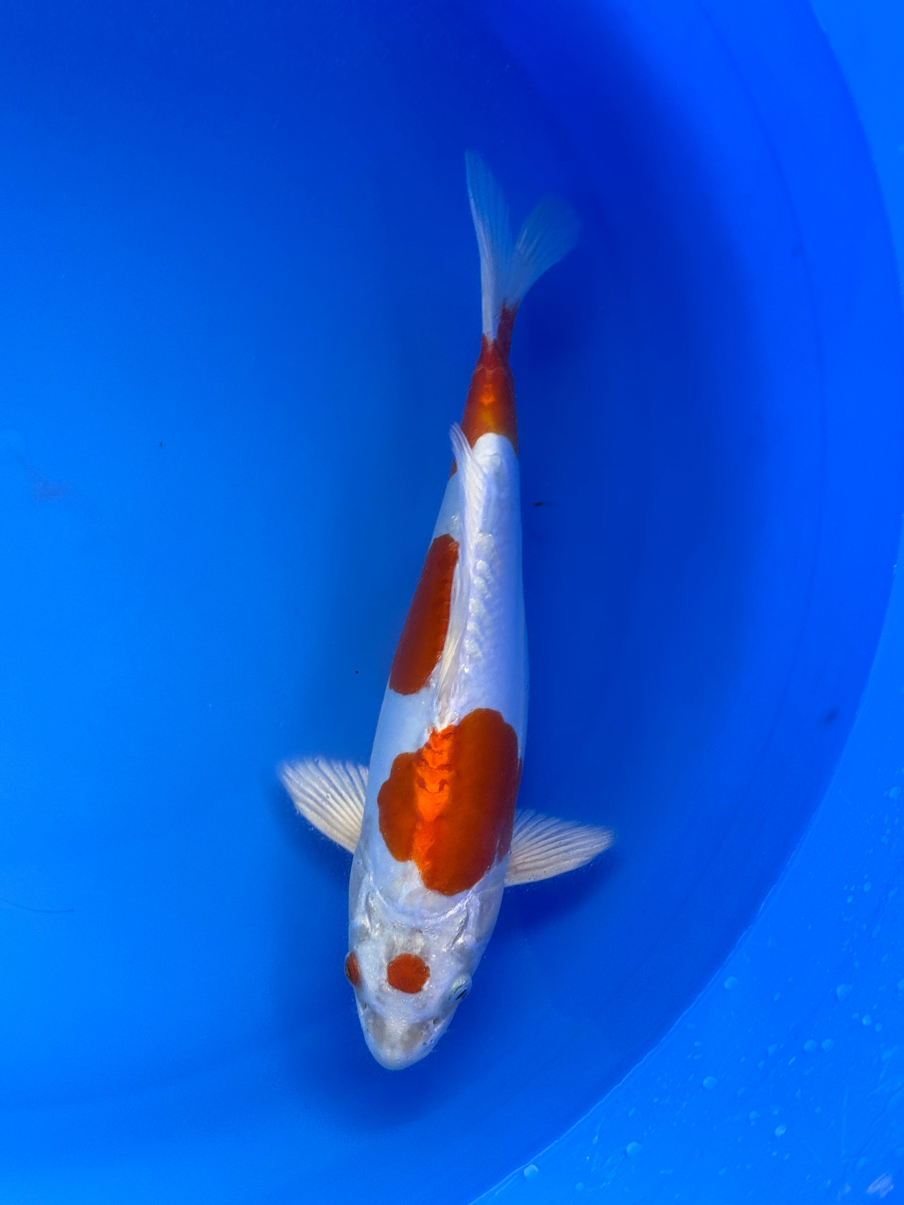 Maruten Kikusui – Koi Water Hyderabad