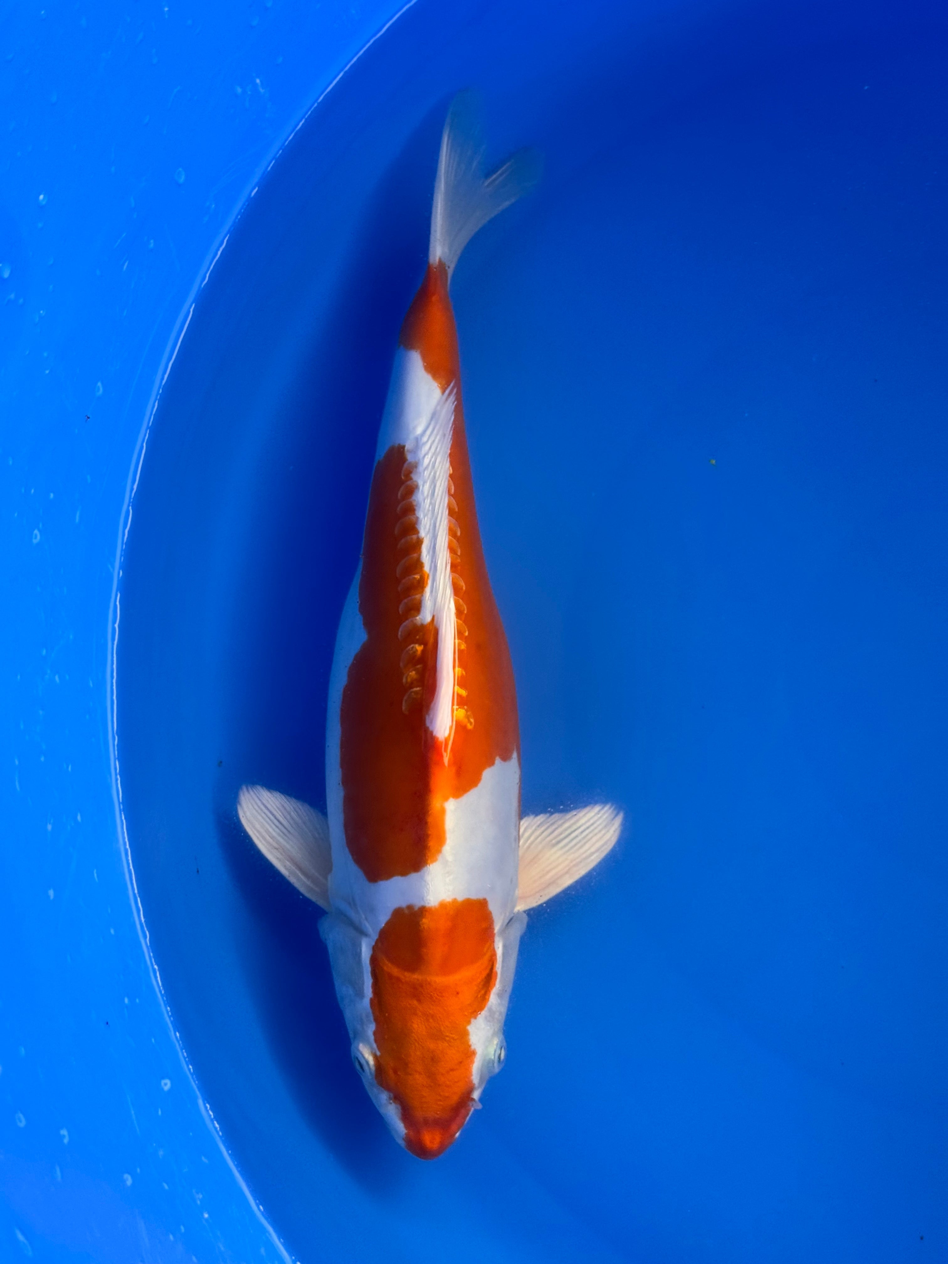 Nishikigoi (Japanese Koi) – Premium Imported Koi Fish for Sale – Koi ...