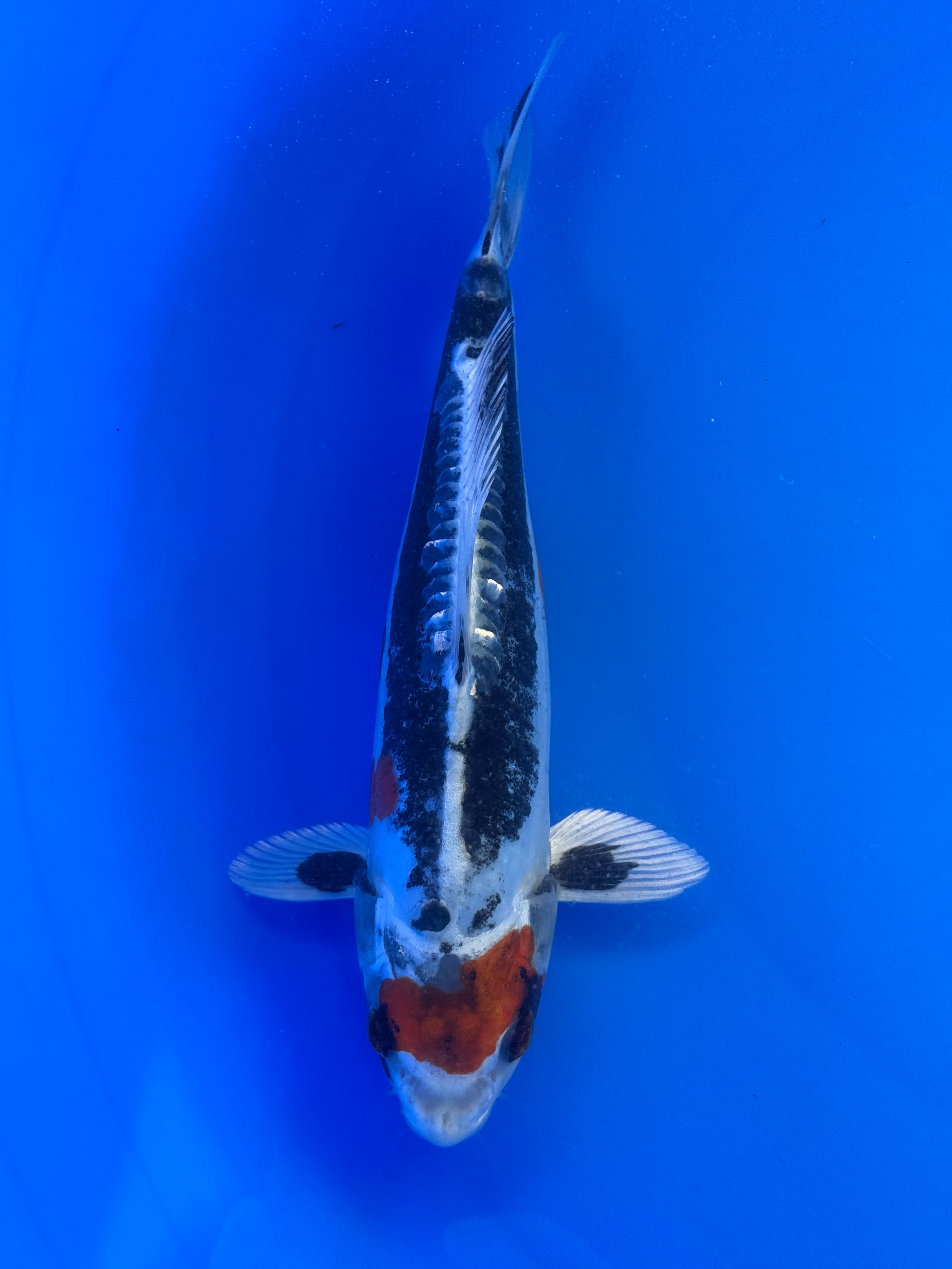 Koi Water Hyderabad Premium Koi Fish, Pond Construction, & Maintenance