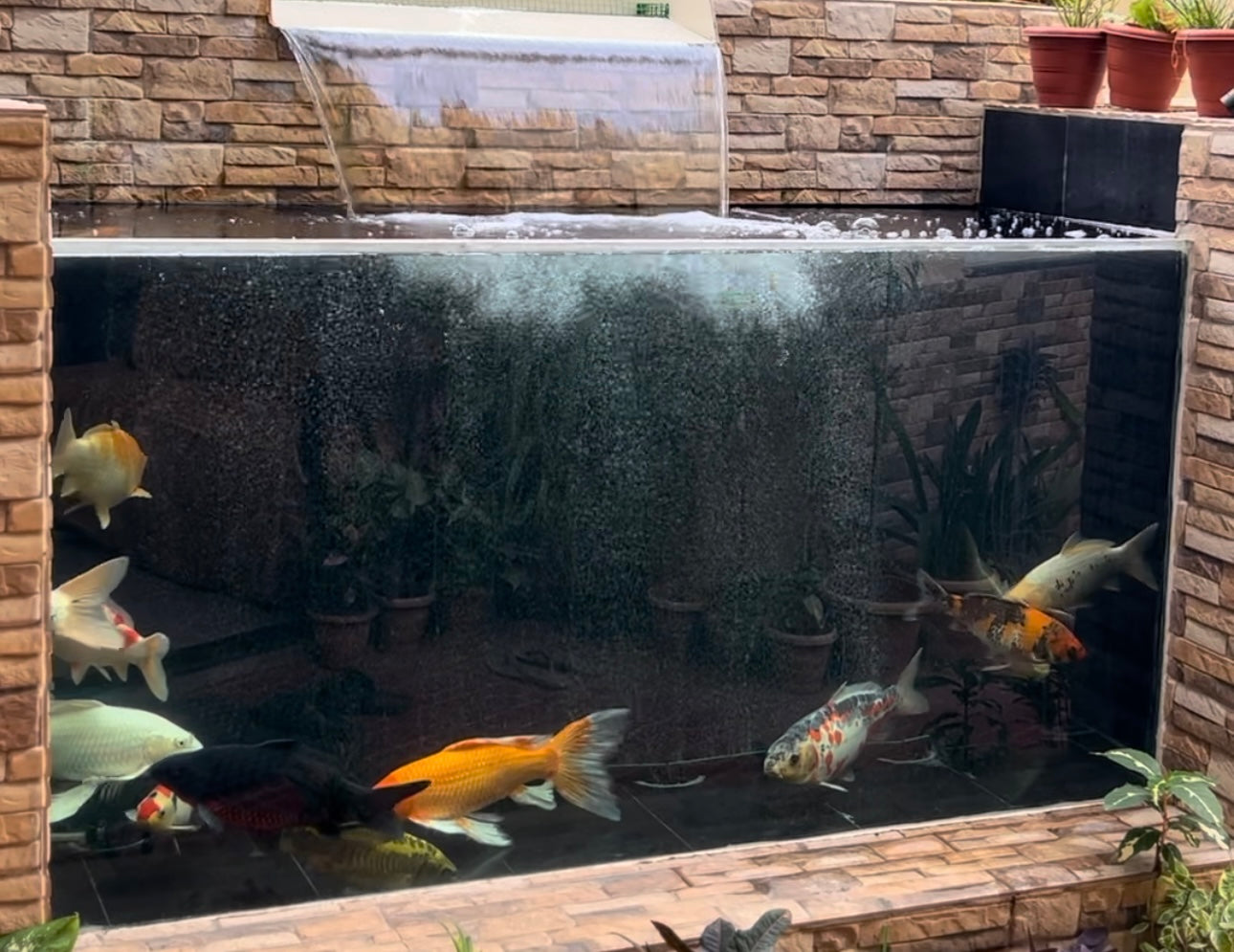 Complete Koi Pond Ecosystem Solutions – Koi Water Hyderabad
